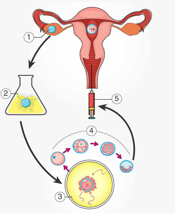 2023-24 Class 12 Biology Chapter 3 जनन स्वास्थय Notes PDF In Hindi